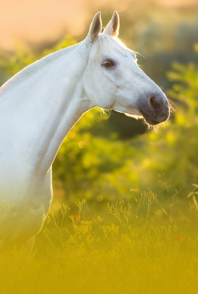 ESS Supplements - Veterinary Premium Feed & Care